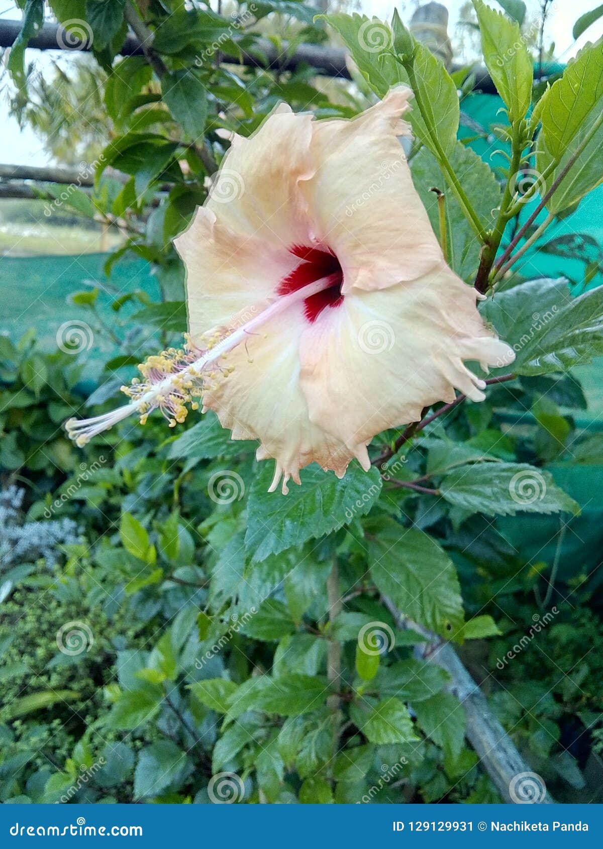 White sorghum stock image. Image of sorghum, jasmine - 129129931