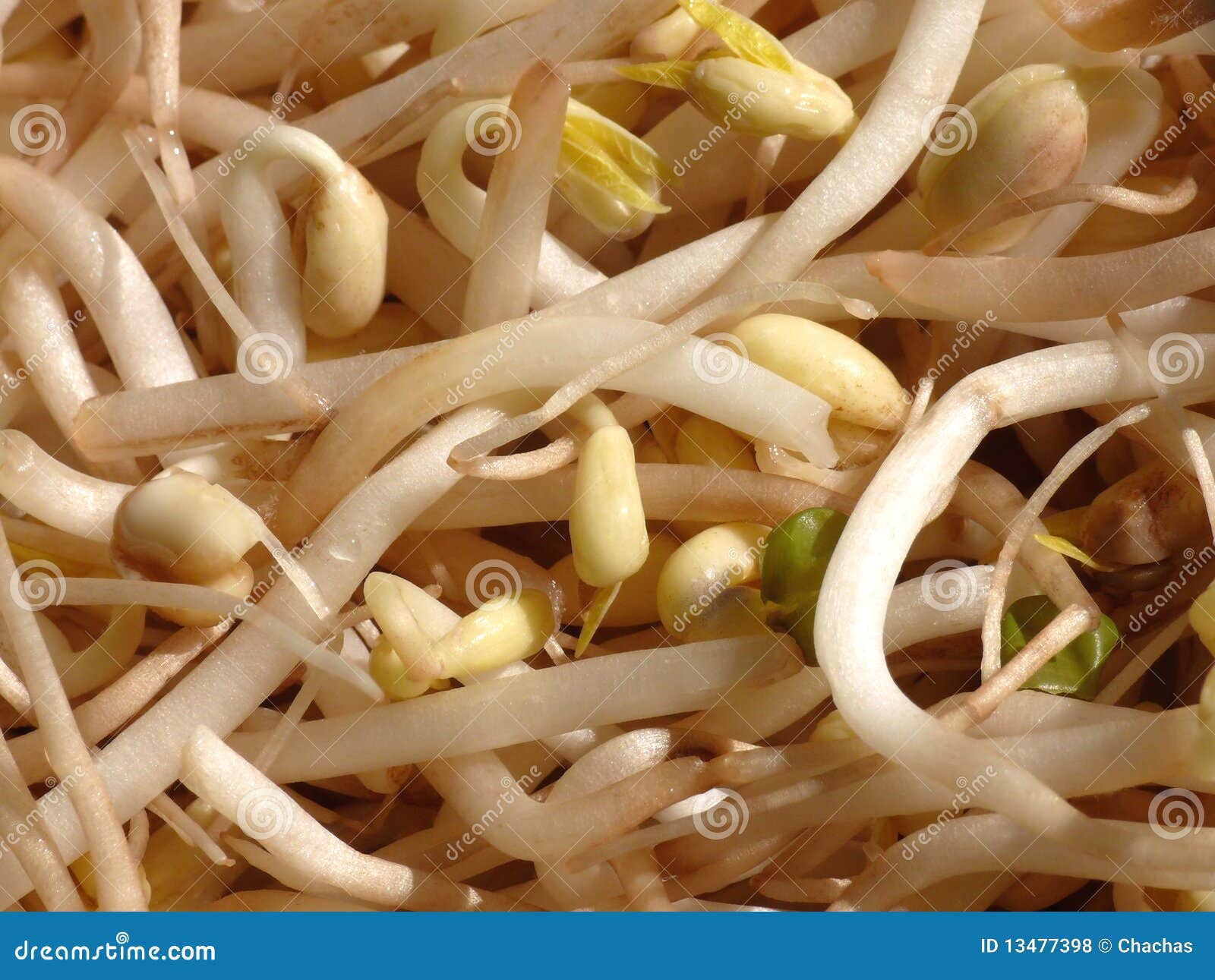 White soy bean sprouts stock photo. Image of closeup - 13477398
