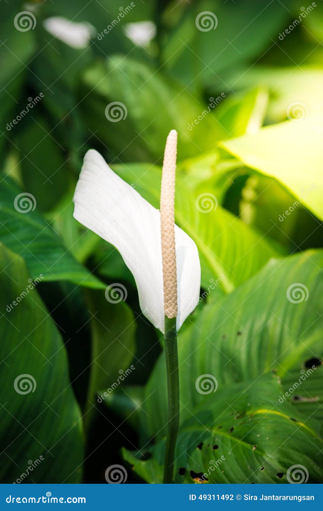 White Spadix Flower Stock Photography | CartoonDealer.com #66866684