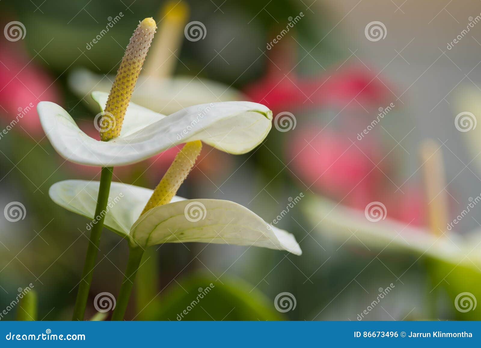 White spadix stock photo. Image of beauty, garden, elegant - 86673496