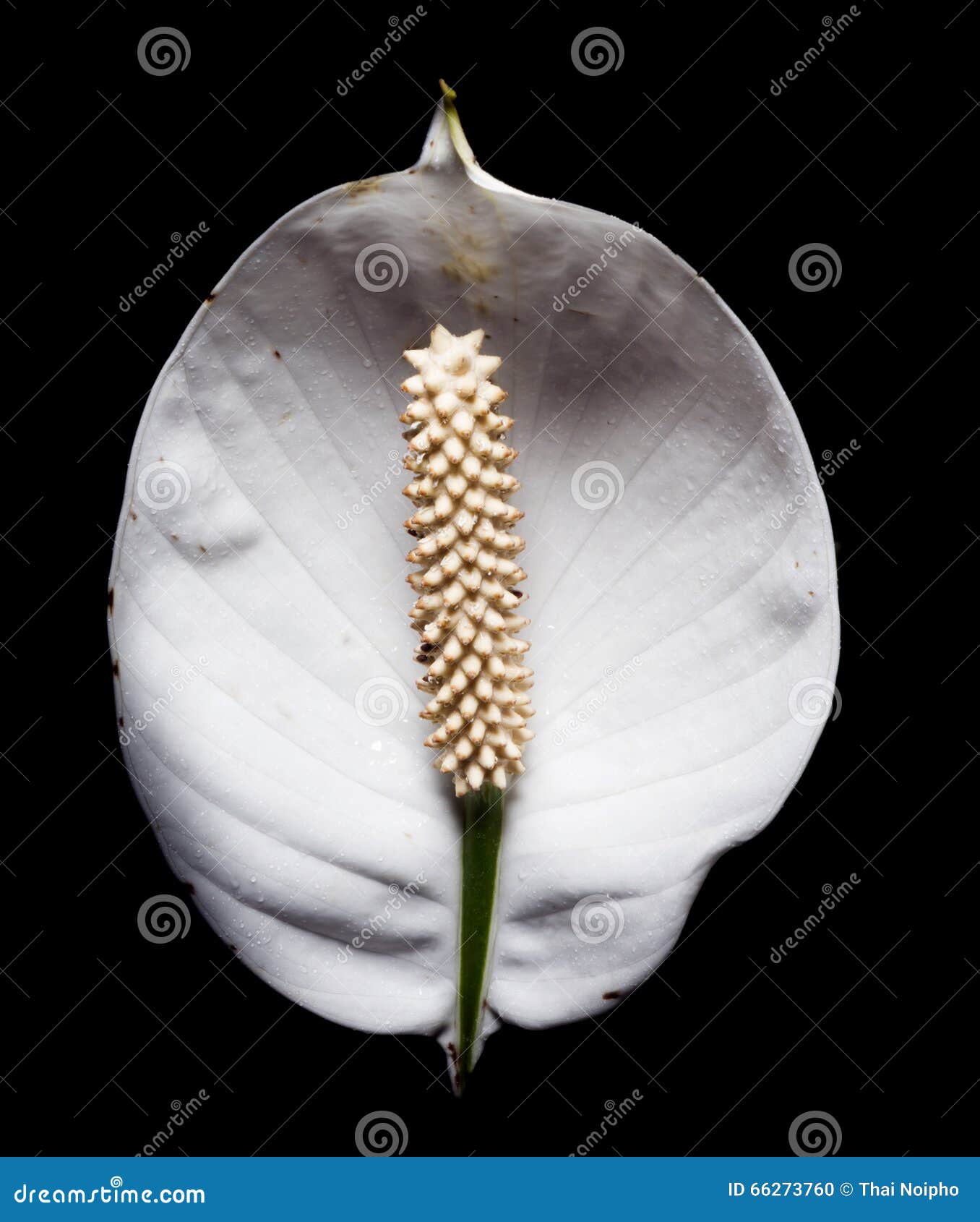 White Spadix Flower Stock Photography | CartoonDealer.com #66866684