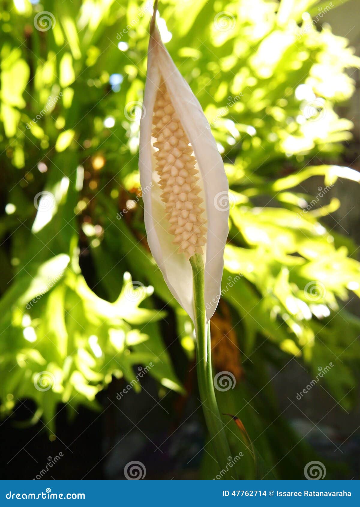 White Spadix Flower Stock Photography | CartoonDealer.com #66866684