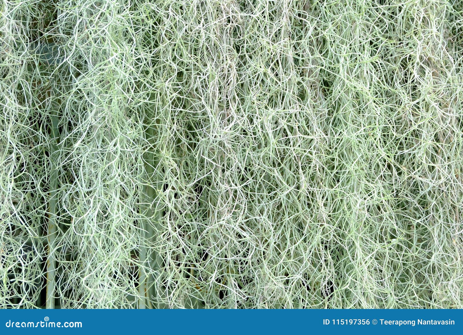 White Spanish Moss Background. Stock Photo - Image of foliage, cover ...