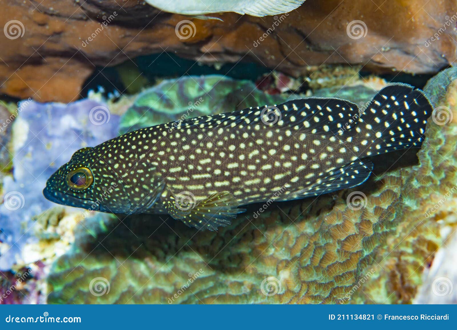 White-Speckled Rock Cod Epinephelus Ongus Stock Image - Image of rock ...