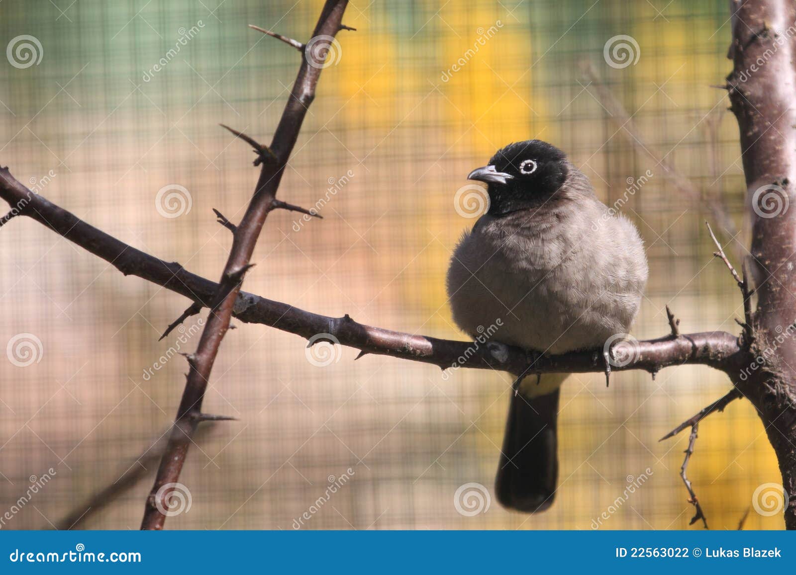 White-spectacled bulbul stock photo. Image of small, pycnonotus - 22563022