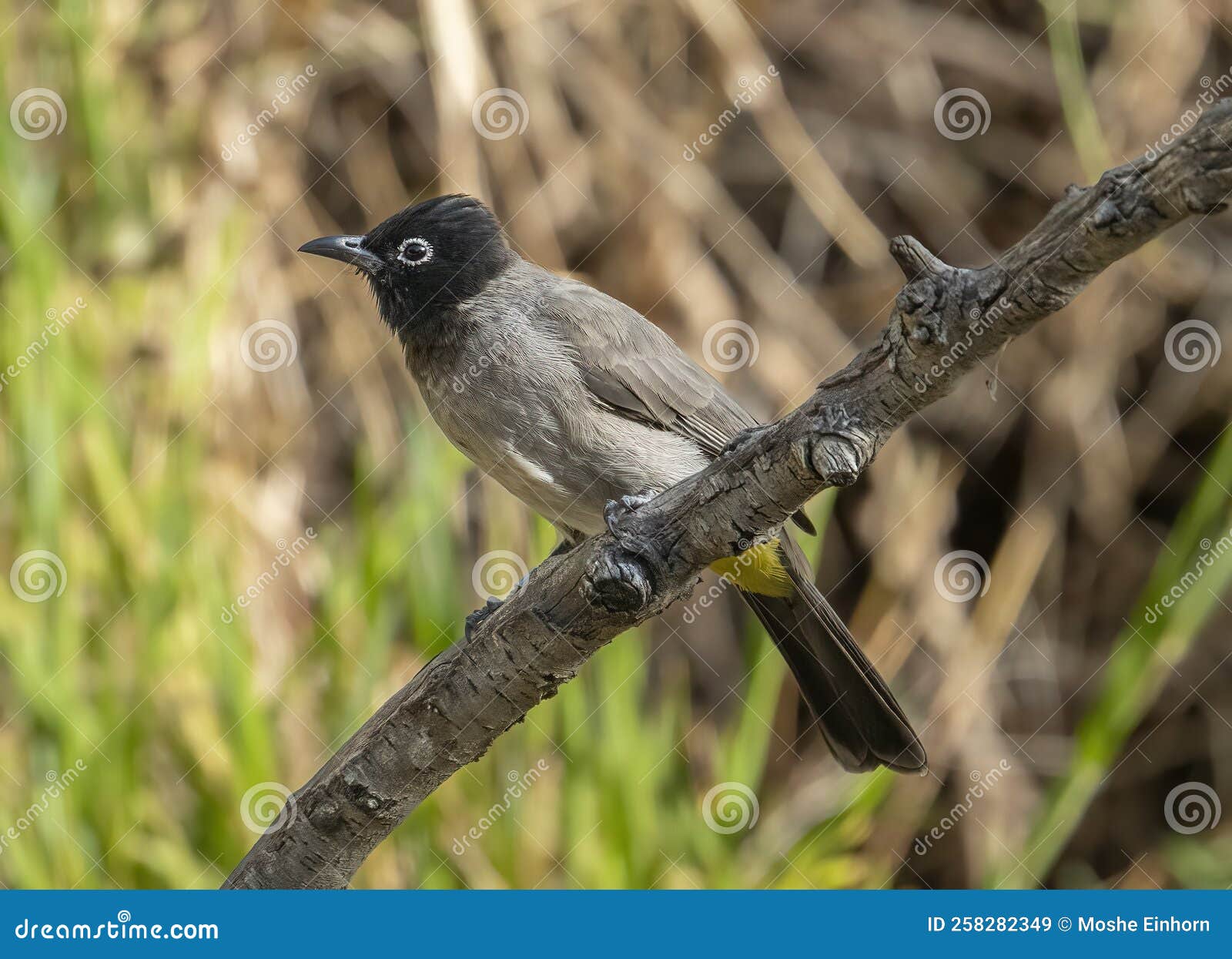 A White Spectacled Bulbul on a Branch Stock Image - Image of israel ...