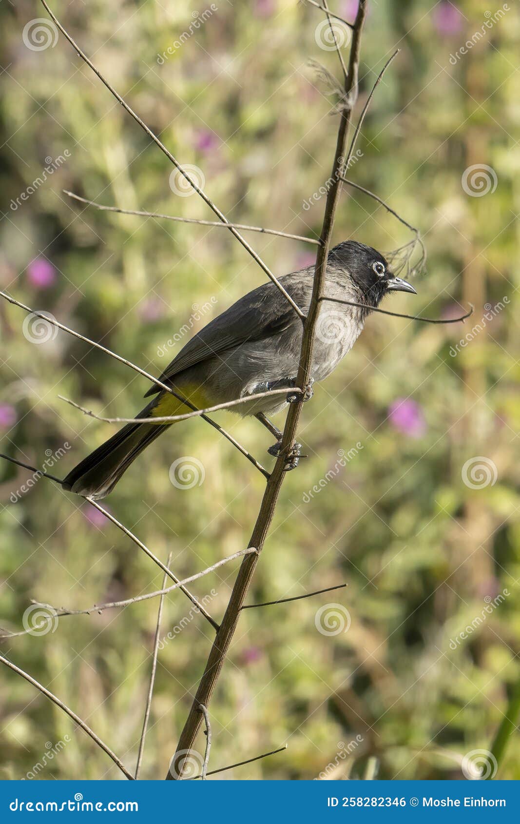 A White Spectacled Bulbul on a Branch Stock Photo - Image of nature ...