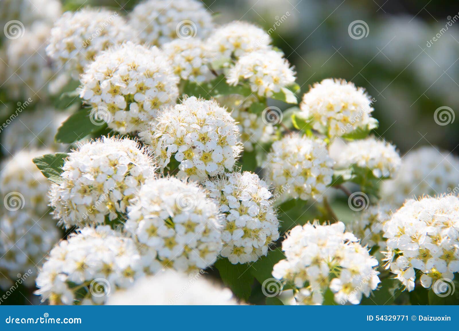 White spherical flower stock image. Image of opulus, bush - 54329771