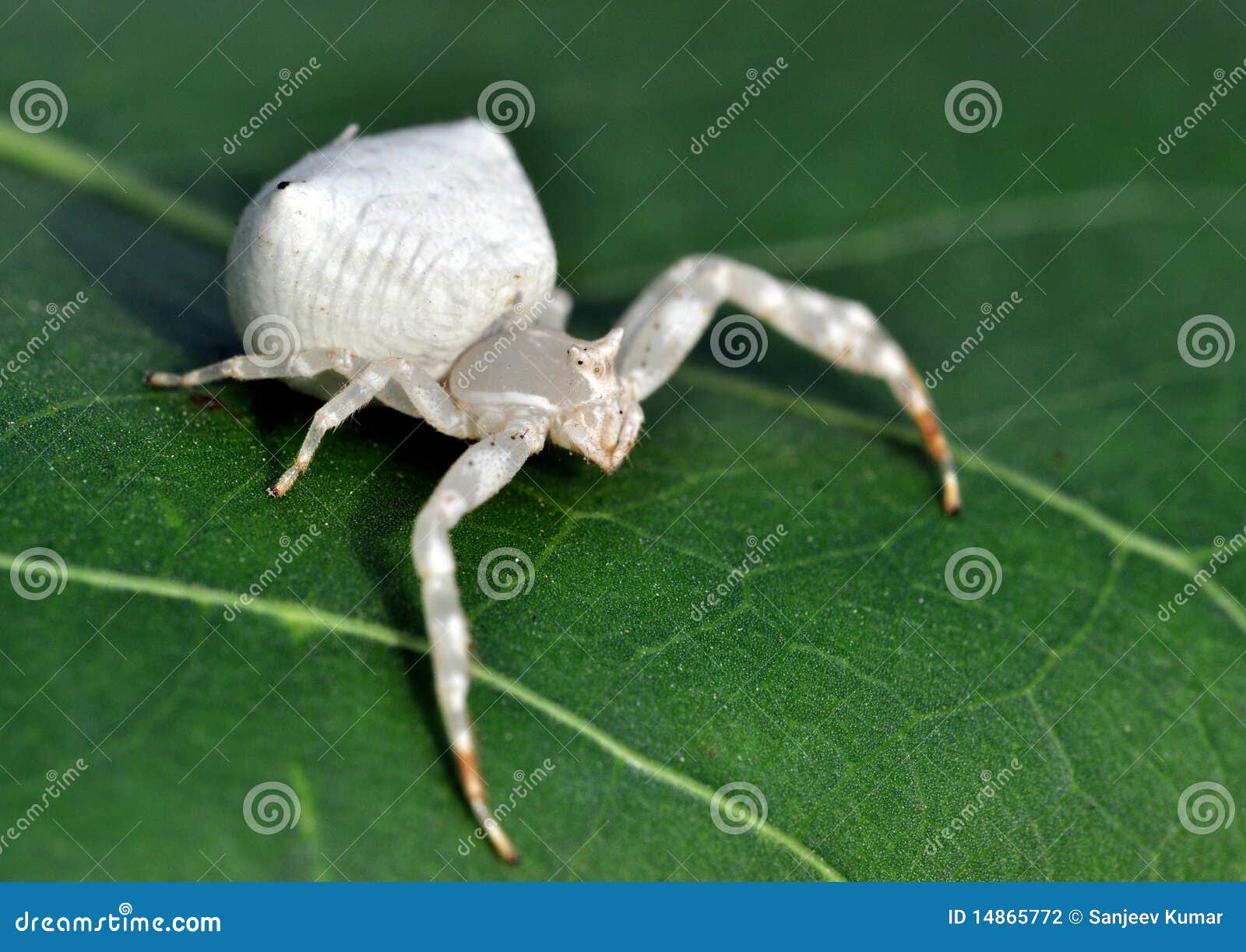 White spider stock photo. Image of hunter, climbing, bite - 14865772