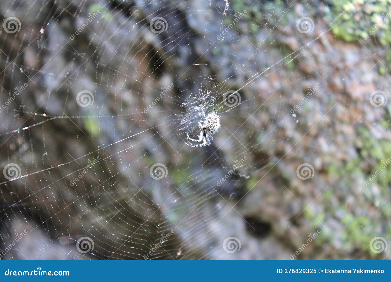 White Spider with Brown Spots in the Center of the Web Stock Image ...