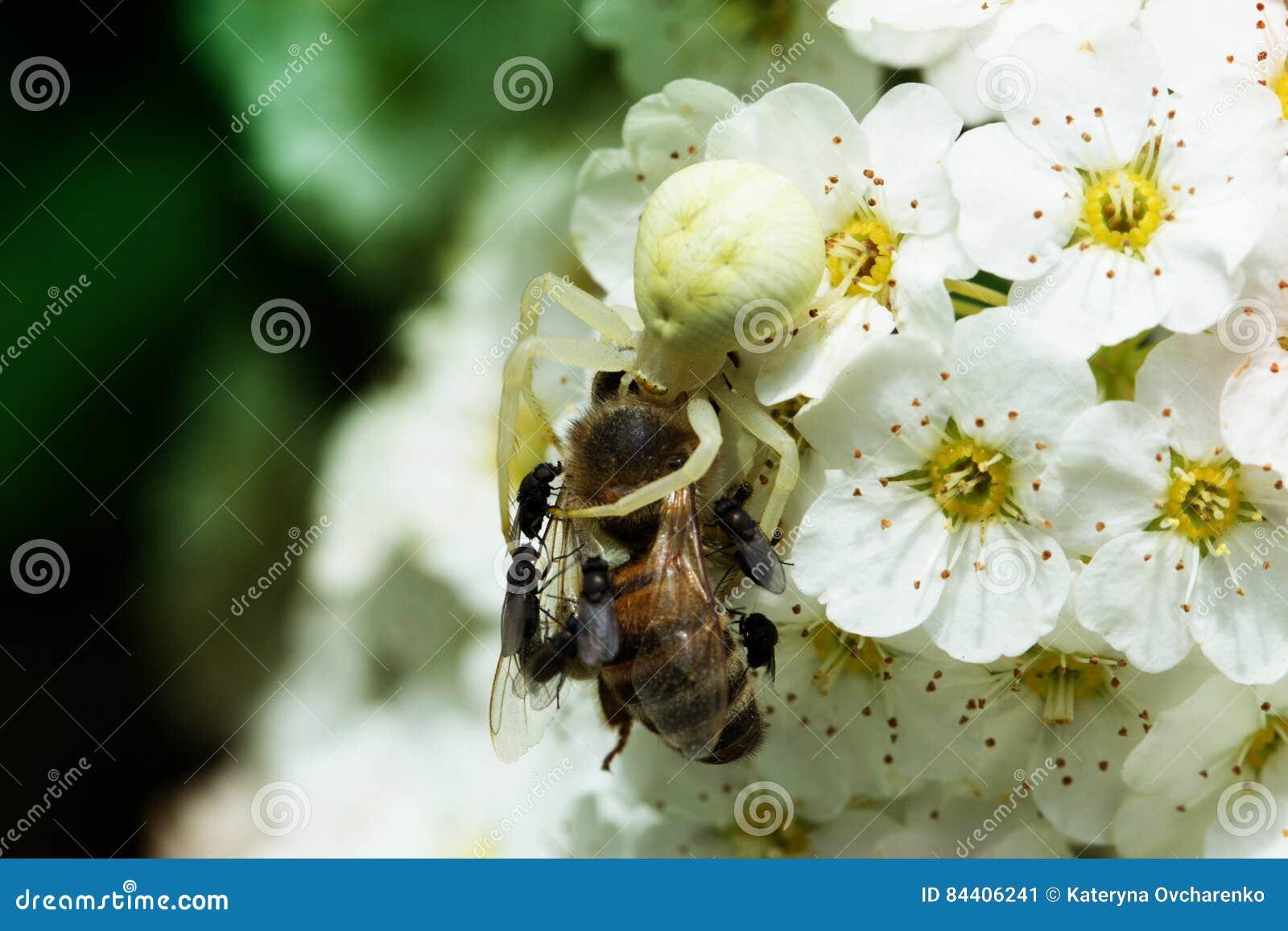 White spider eating bee stock image. Image of hunting - 84406241