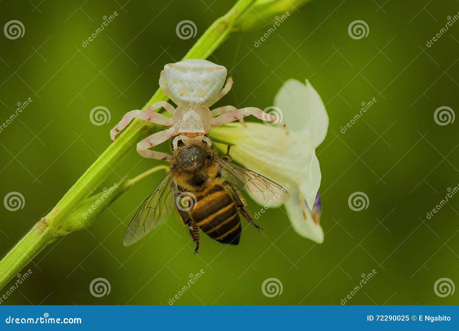 White spider eating bee stock image. Image of aurantia - 72290025
