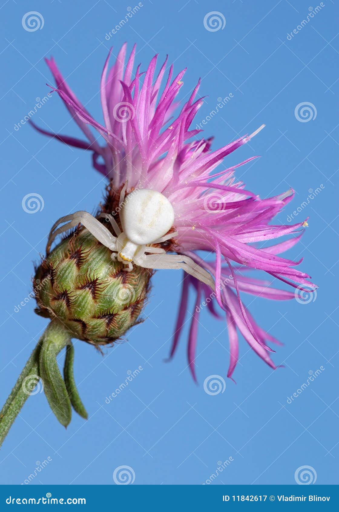 White spider on flower. stock image. Image of spider - 11842617