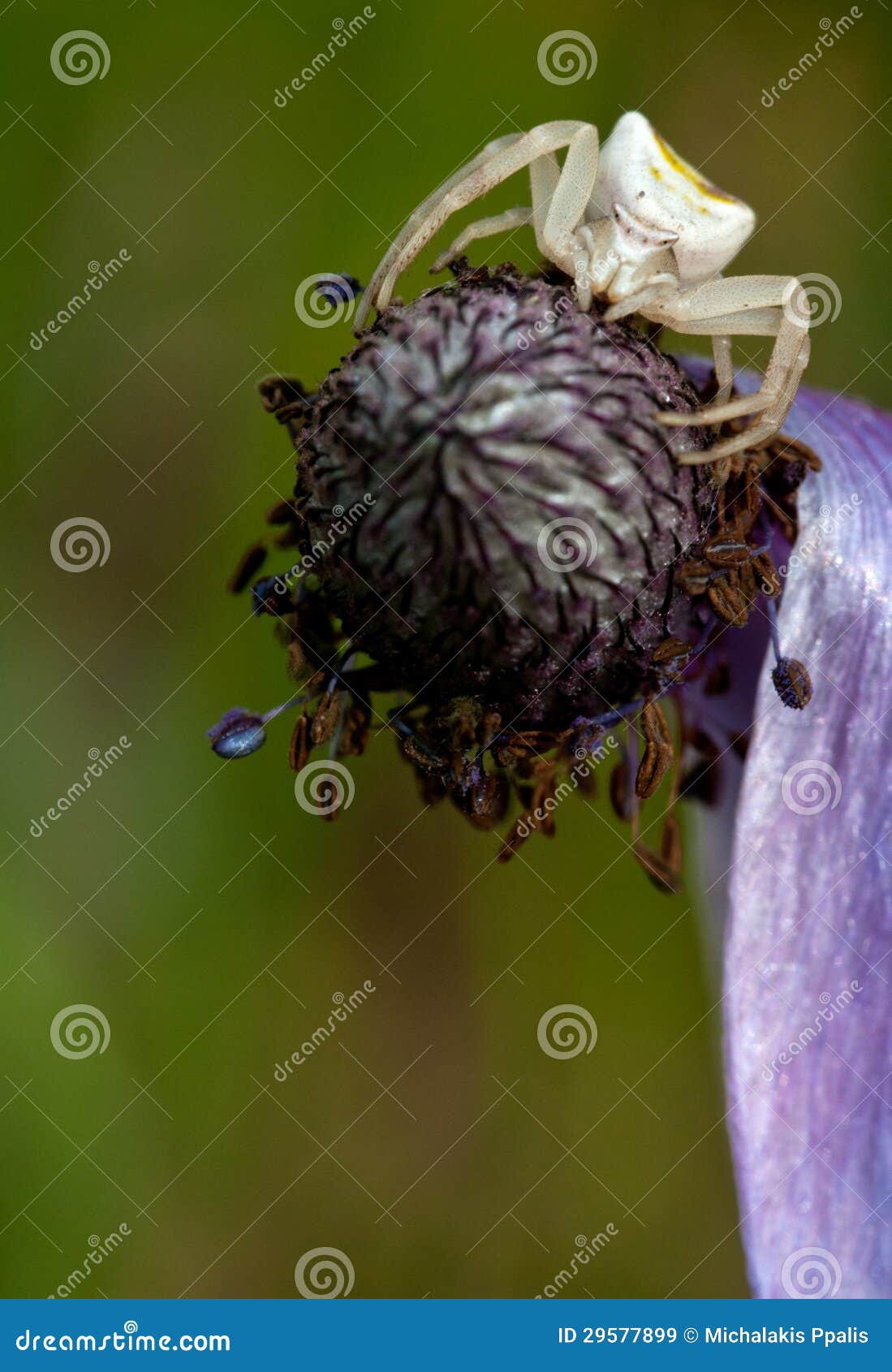 White spider on a flower stock image. Image of arachnophobia - 29577899