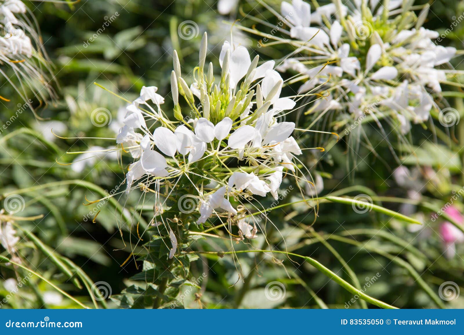White Spider flower stock photo. Image of green, background - 83535050