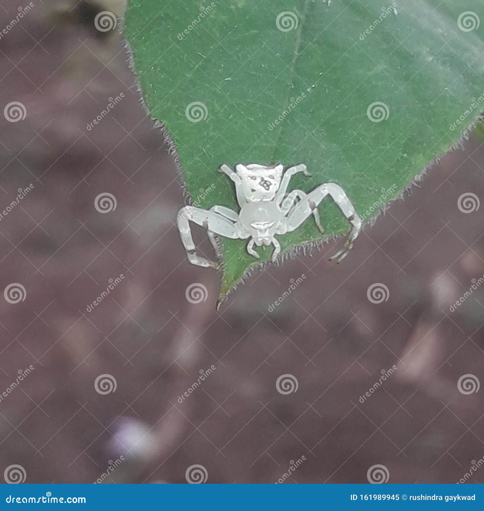 White spider in the form stock image. Image of white - 161989945