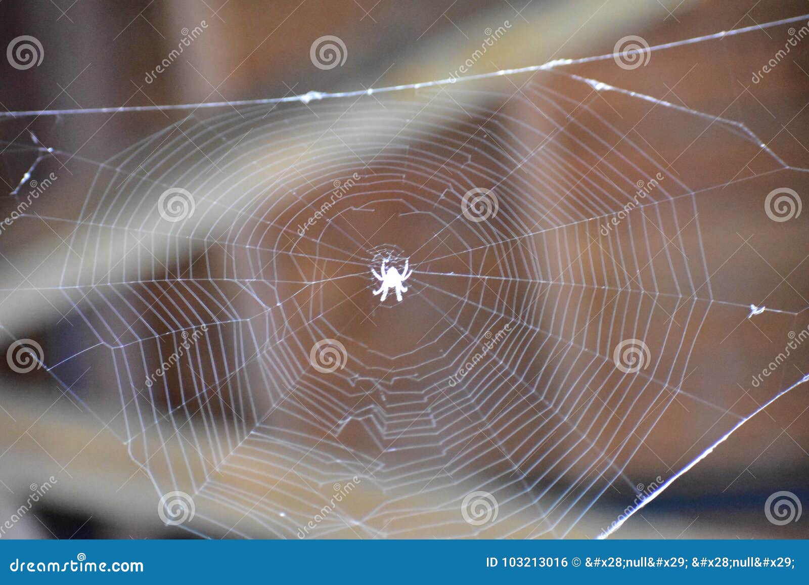 Oh What a Tangled Web we Weave Stock Photo - Image of weave, tangled ...
