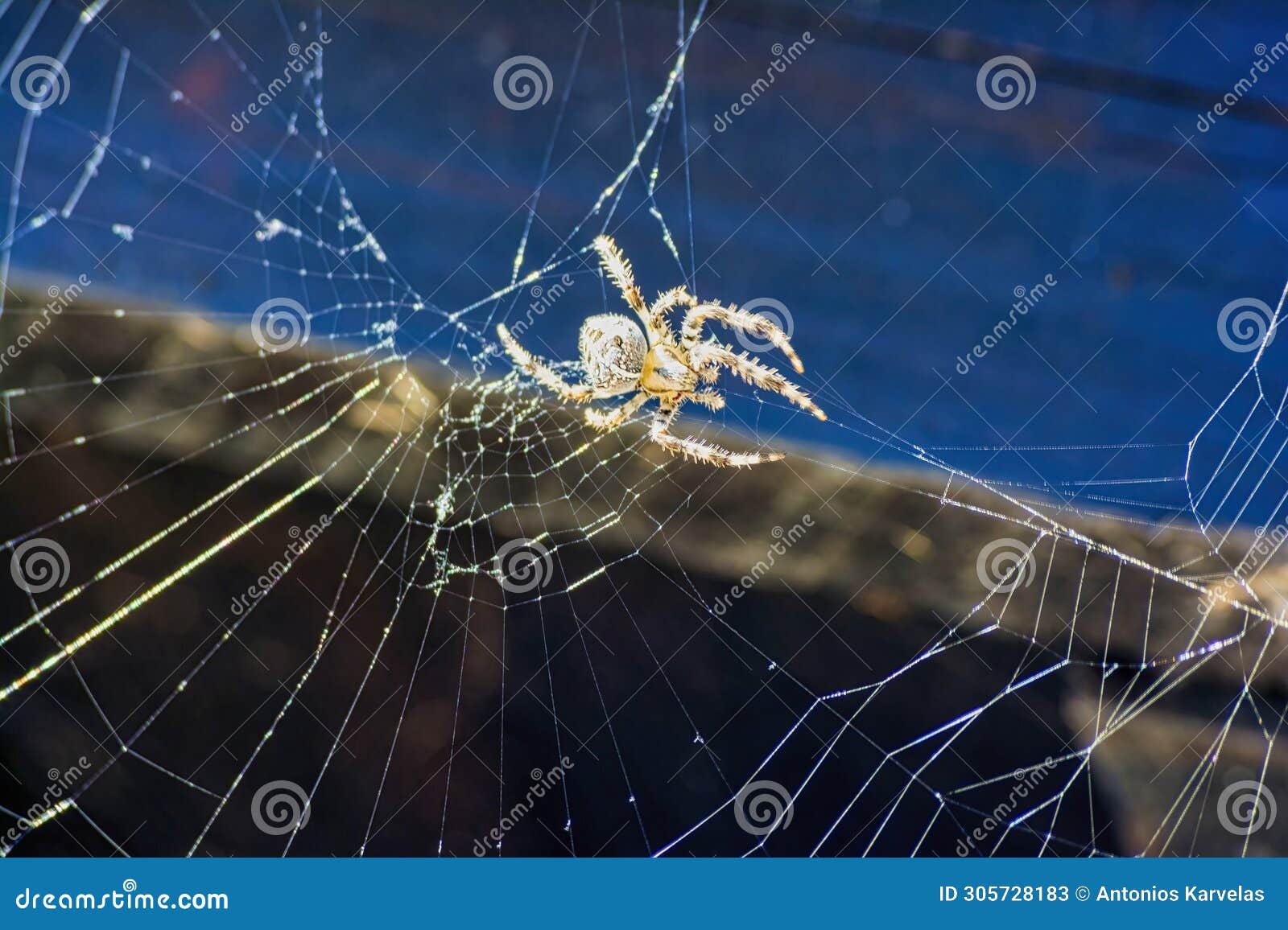 A White Spider is Hanging on a Web Thread on a Colored Background Stock ...