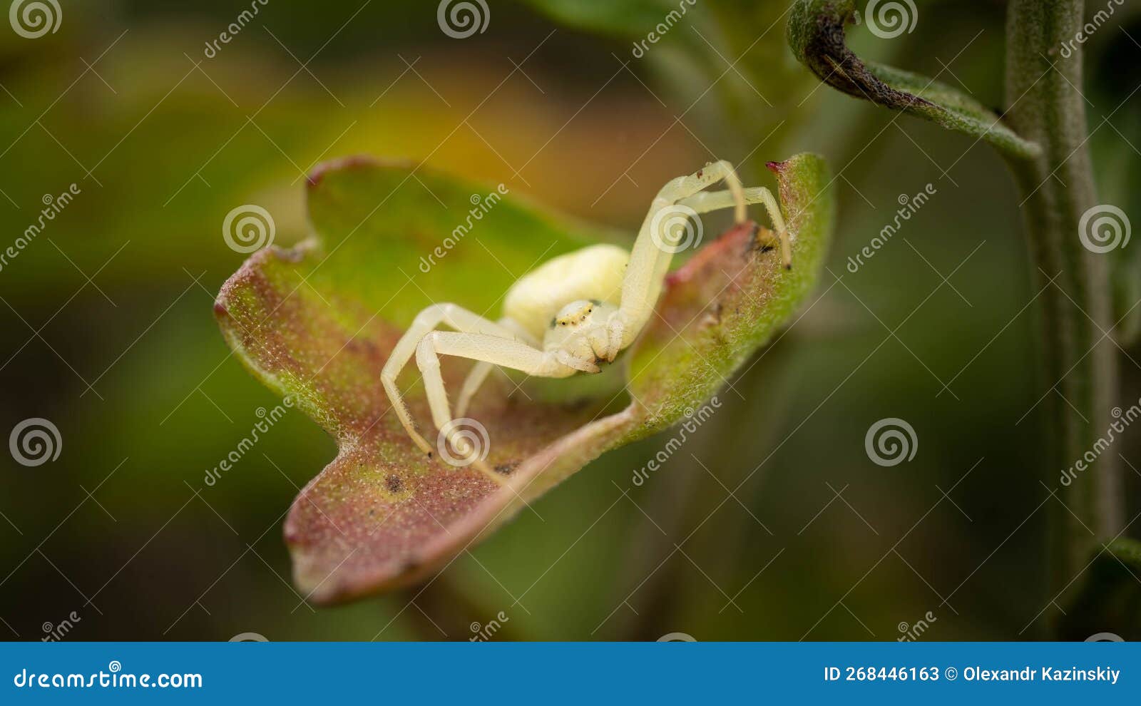 White Spider Hiding on a Leaf, Incredible Wildlife Stock Image - Image ...