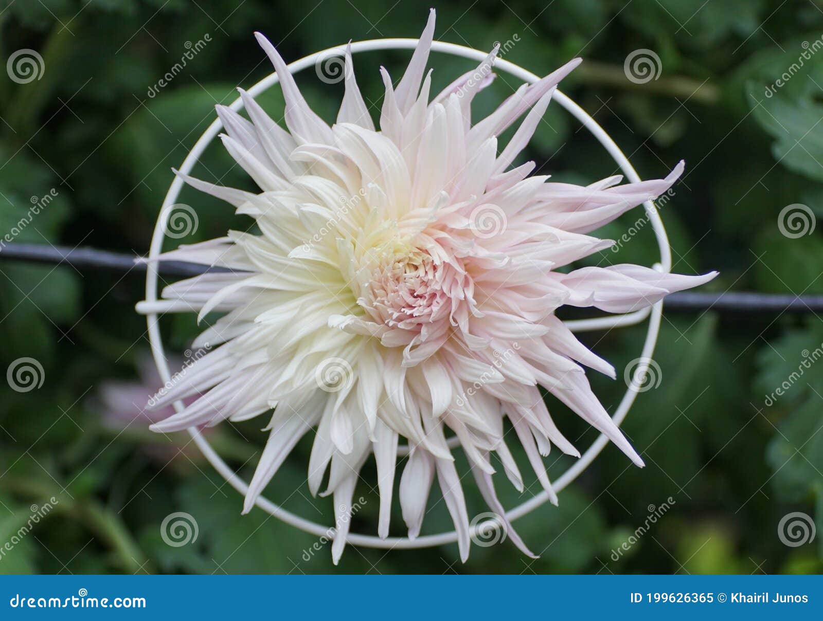 White Spider Mum Flower Inside a Metal Ring Stock Image - Image of ...