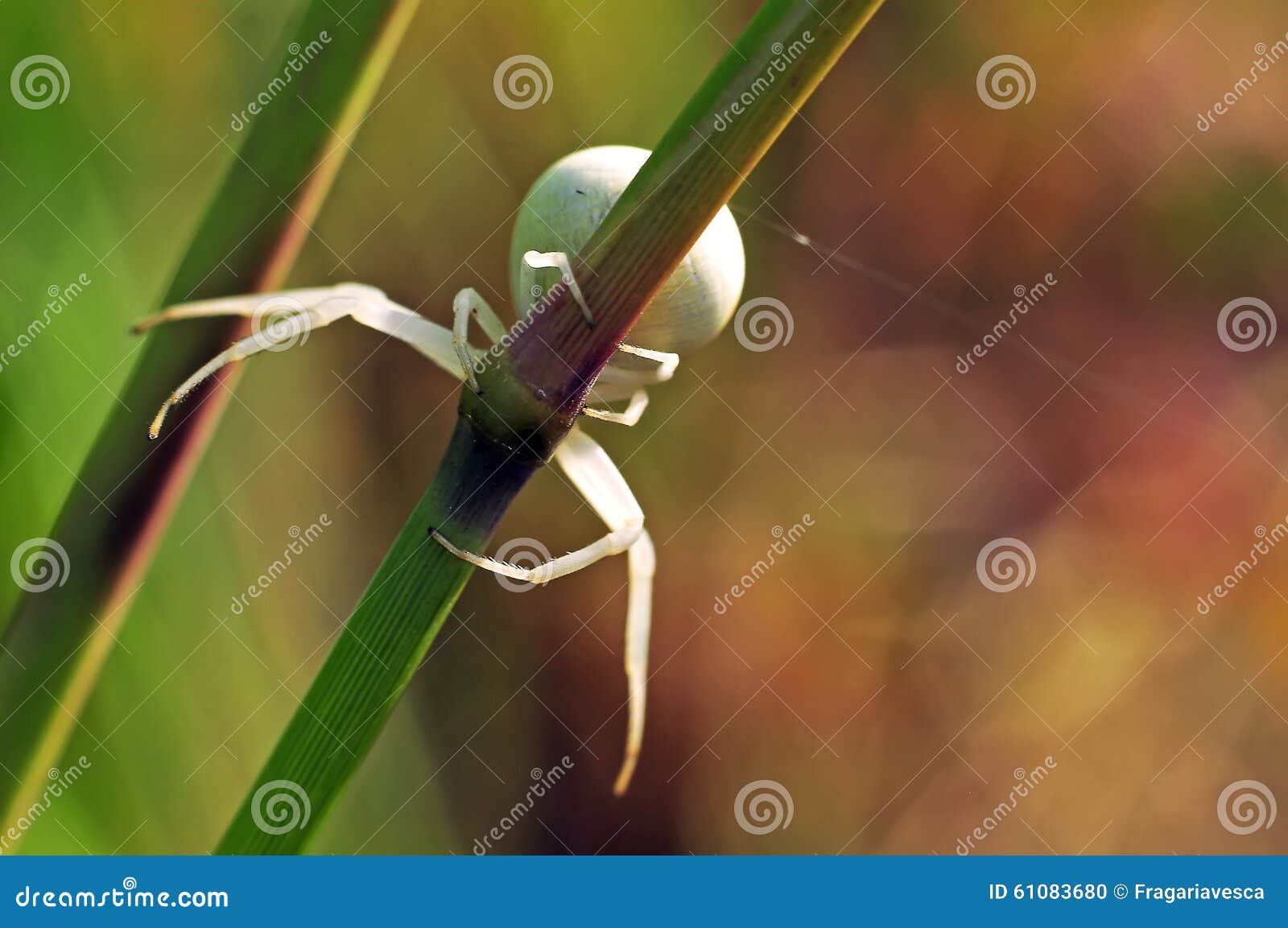 White spider on a stalk stock photo. Image of huge, nature - 61083680