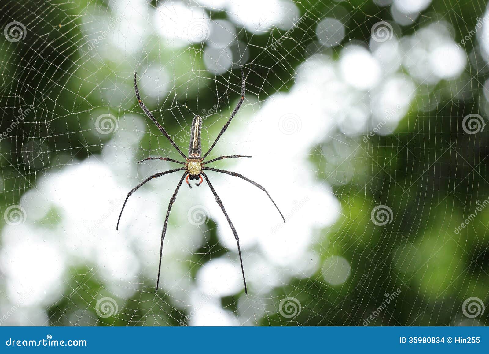 White Spider Wait with Woven Web Spider Stock Photo - Image of texture ...