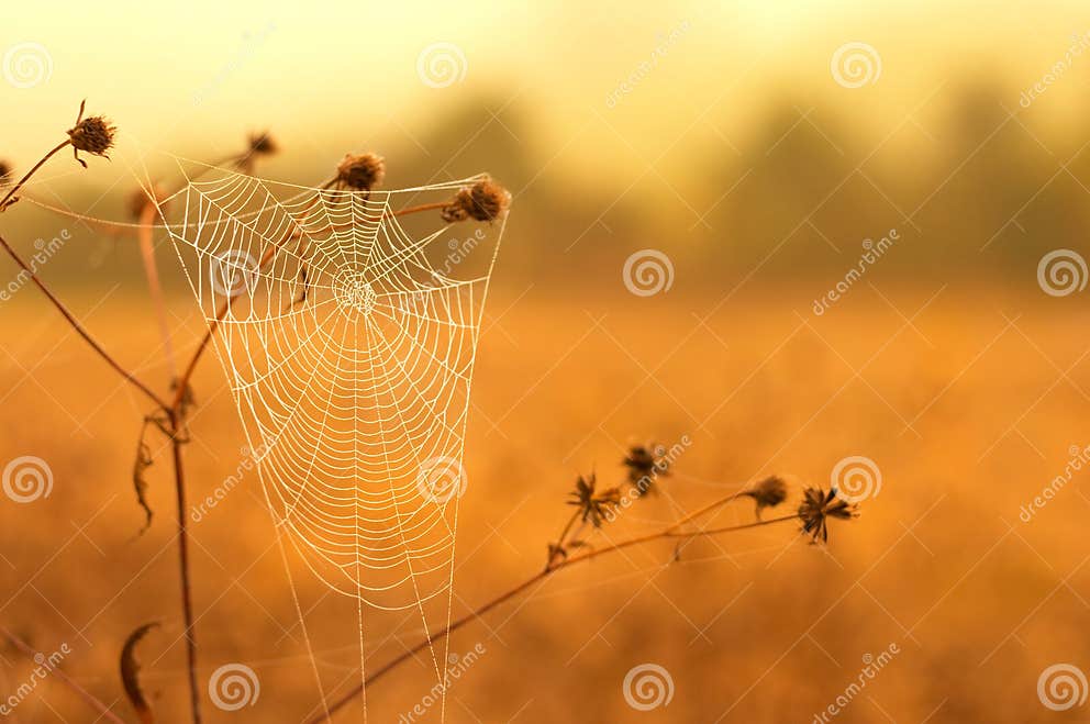 White spider web stock image. Image of hunt, killer, nature - 344423