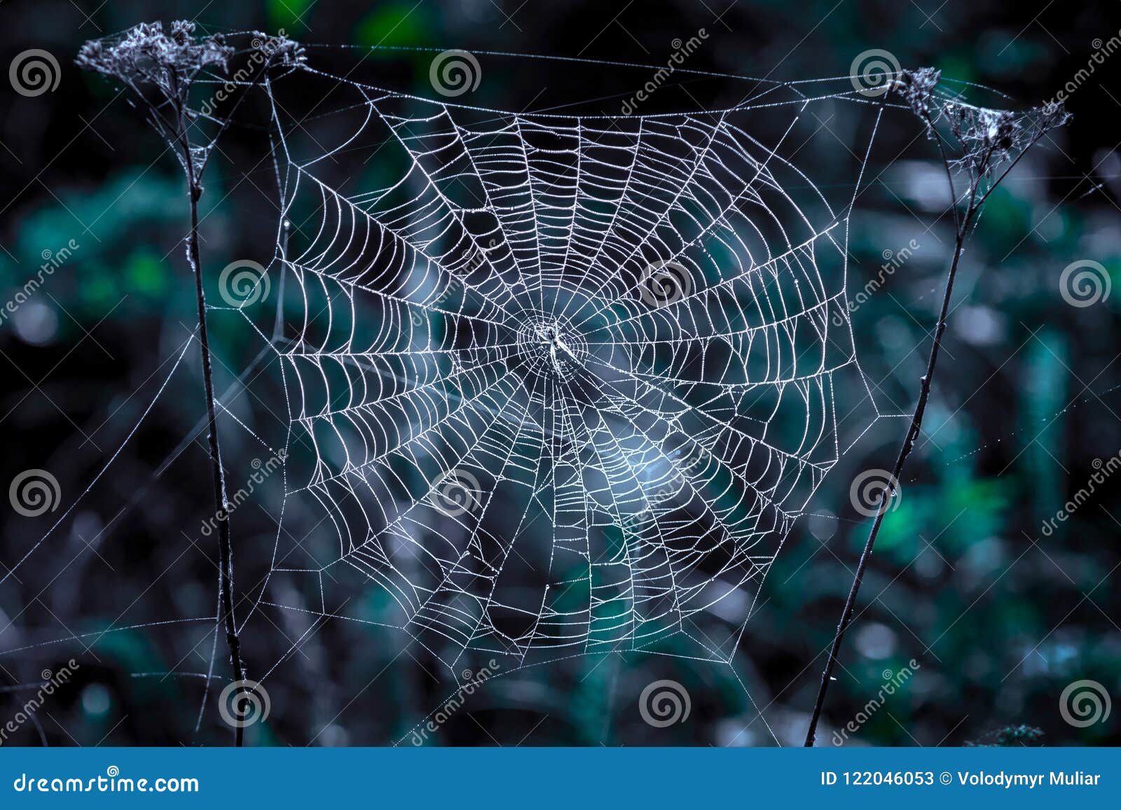 White Spider Web in the Center on a Dark Background at Night Stock ...