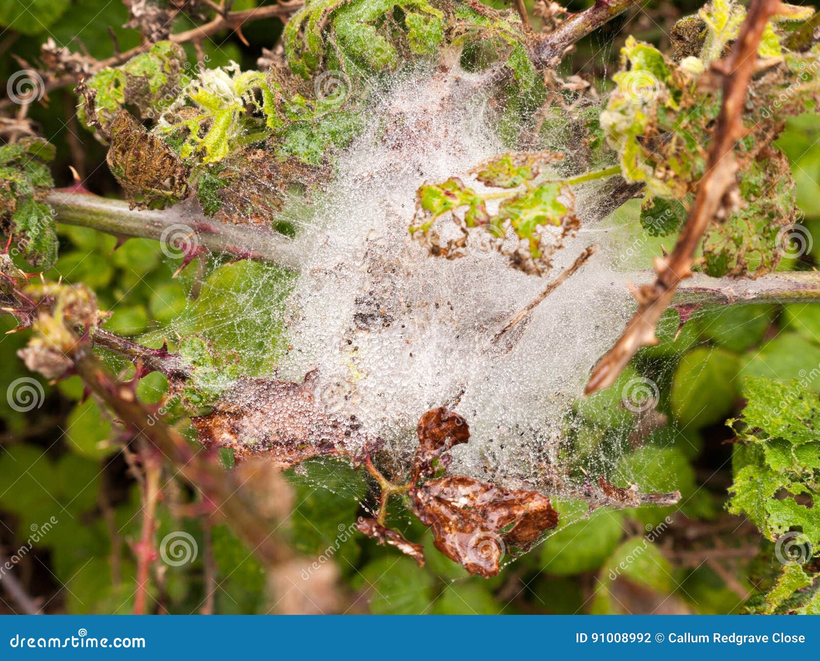 A White Spider Web Silk Web Full of Ice and Bubbles of Water Aft Stock ...