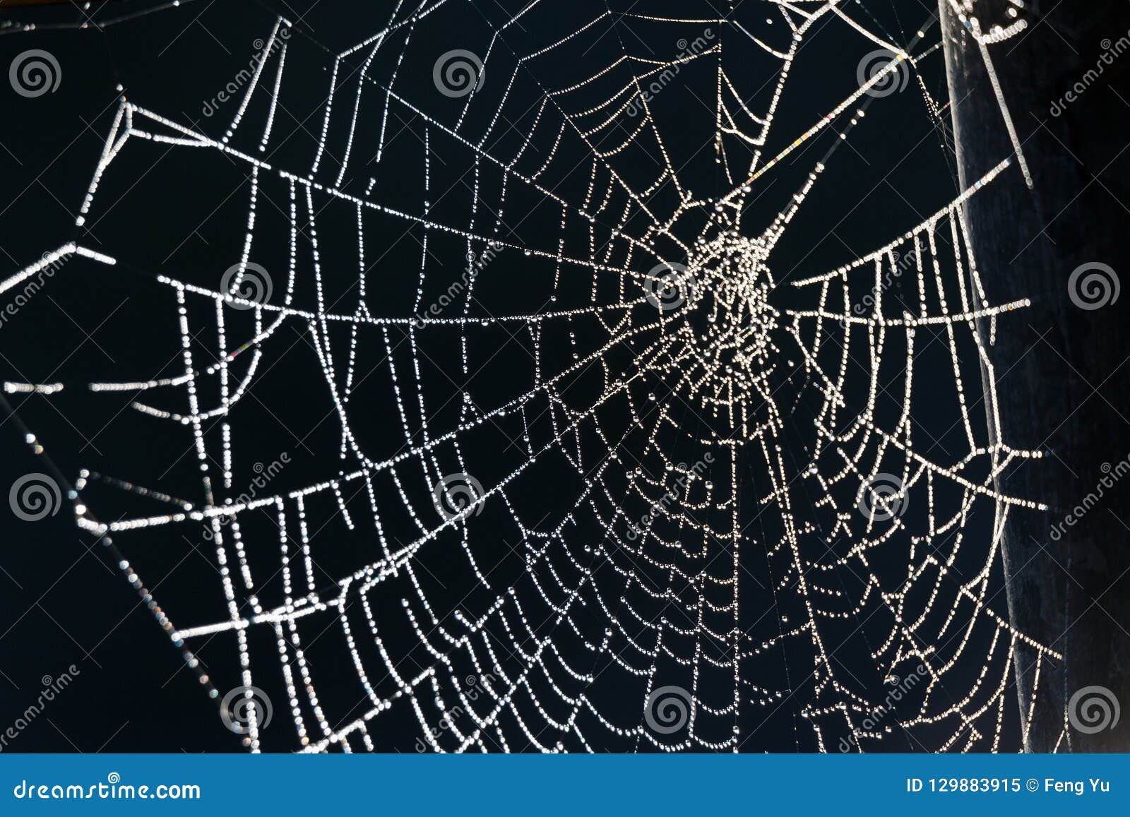 White Spider web stock image. Image of water, texture - 129883915