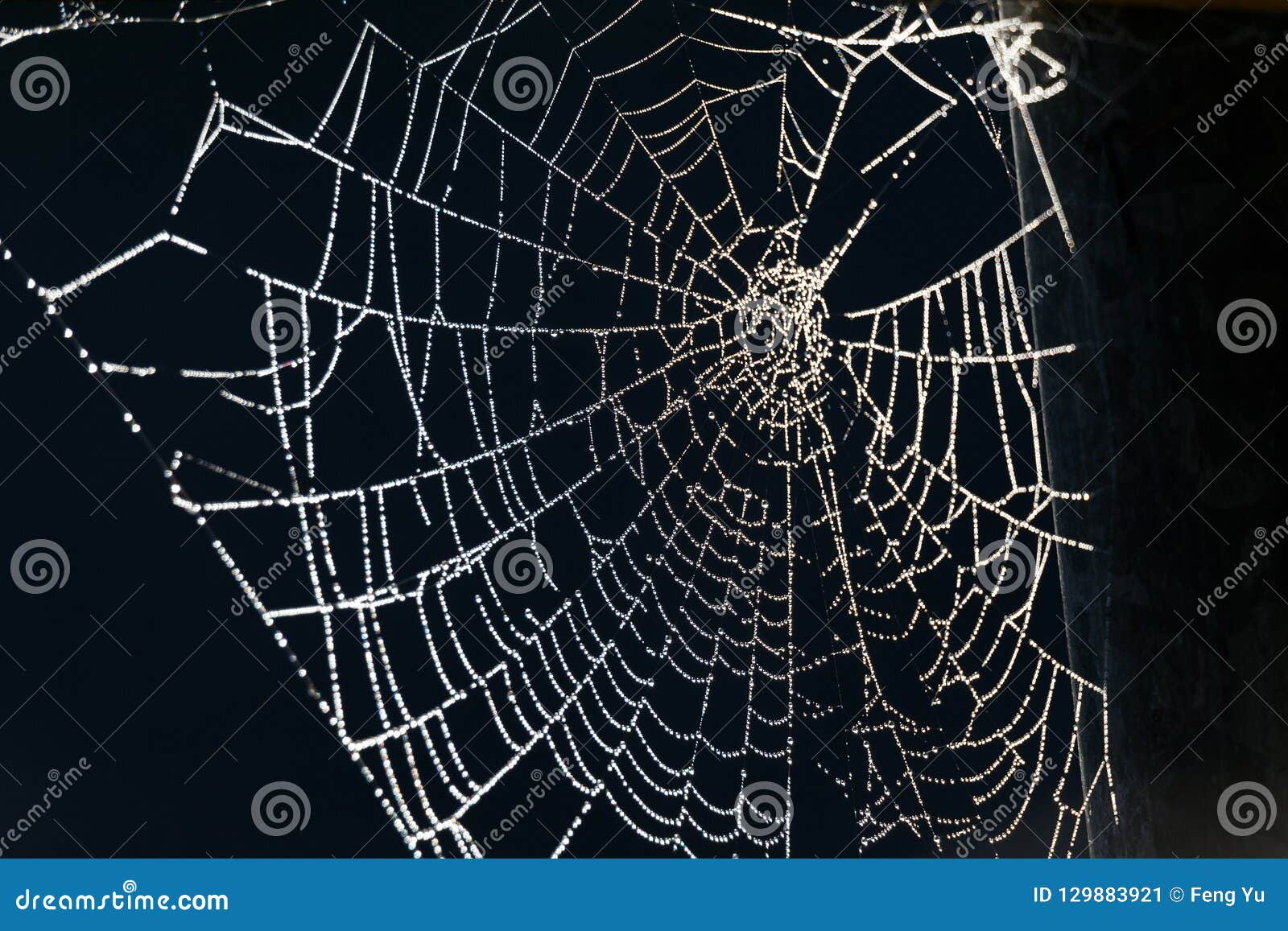 White Spider web stock image. Image of white, drop, texture - 129883921