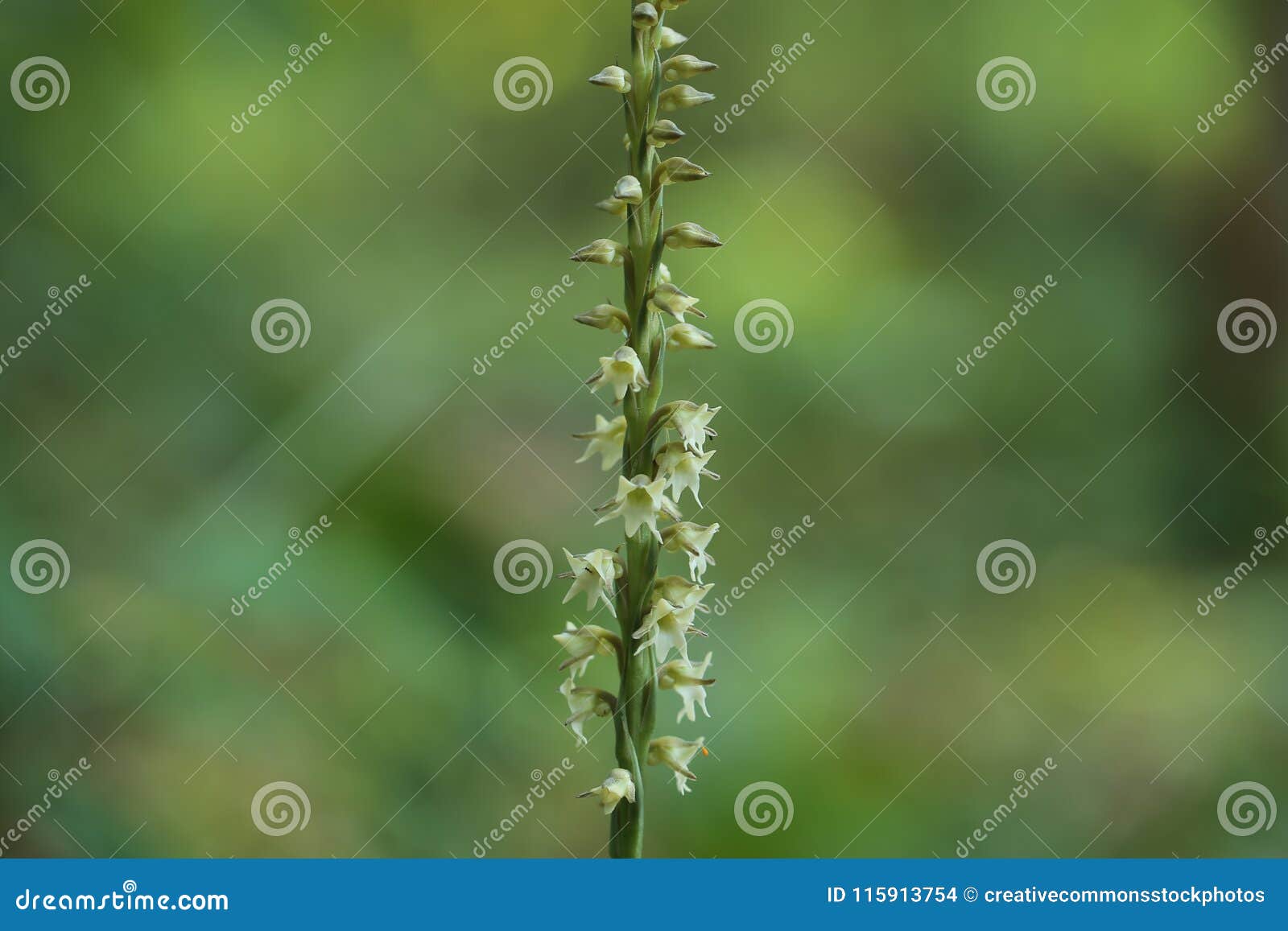 White Spike Flowers Selective-focus Photo Picture. Image: 115913754