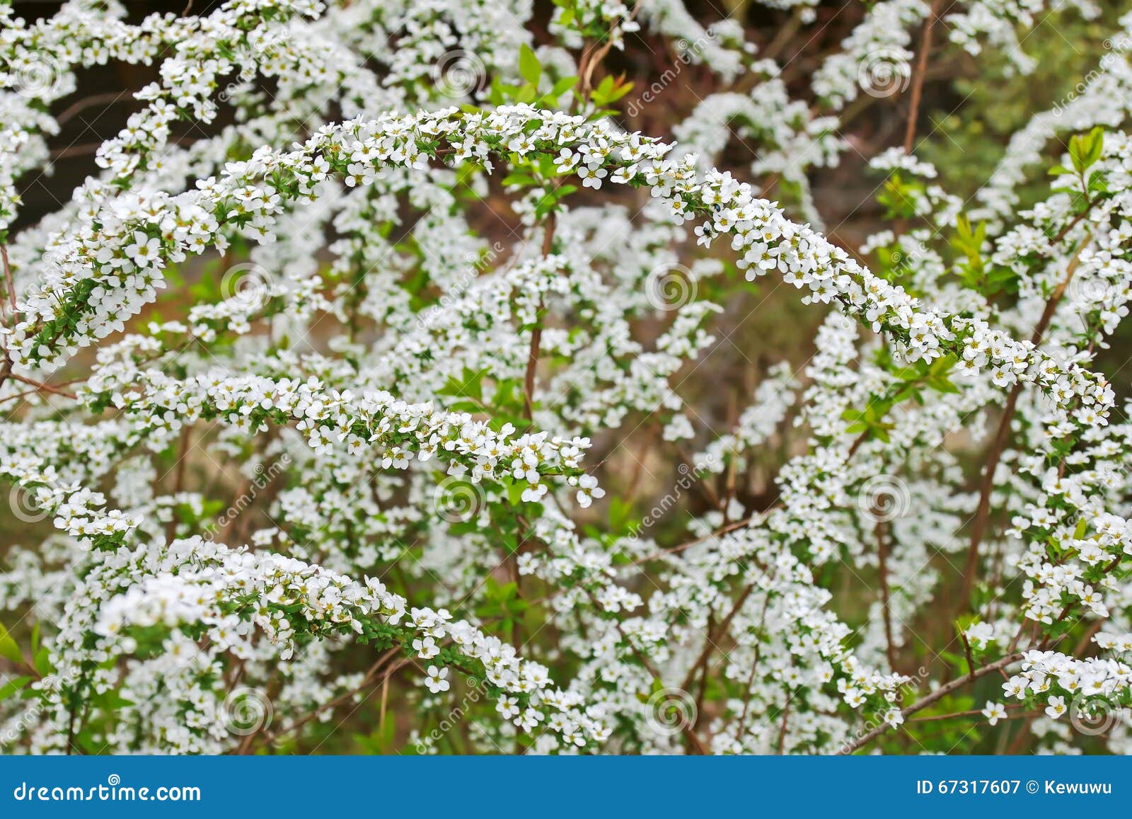 White Spiraea Alpine Spring Flower Blossoming Stock Image - Image of ...
