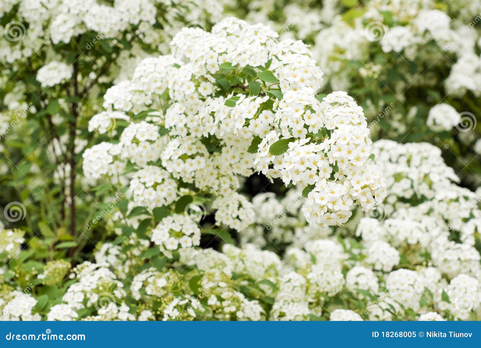 White spiraea blossom stock image. Image of meadowsweet - 18268005