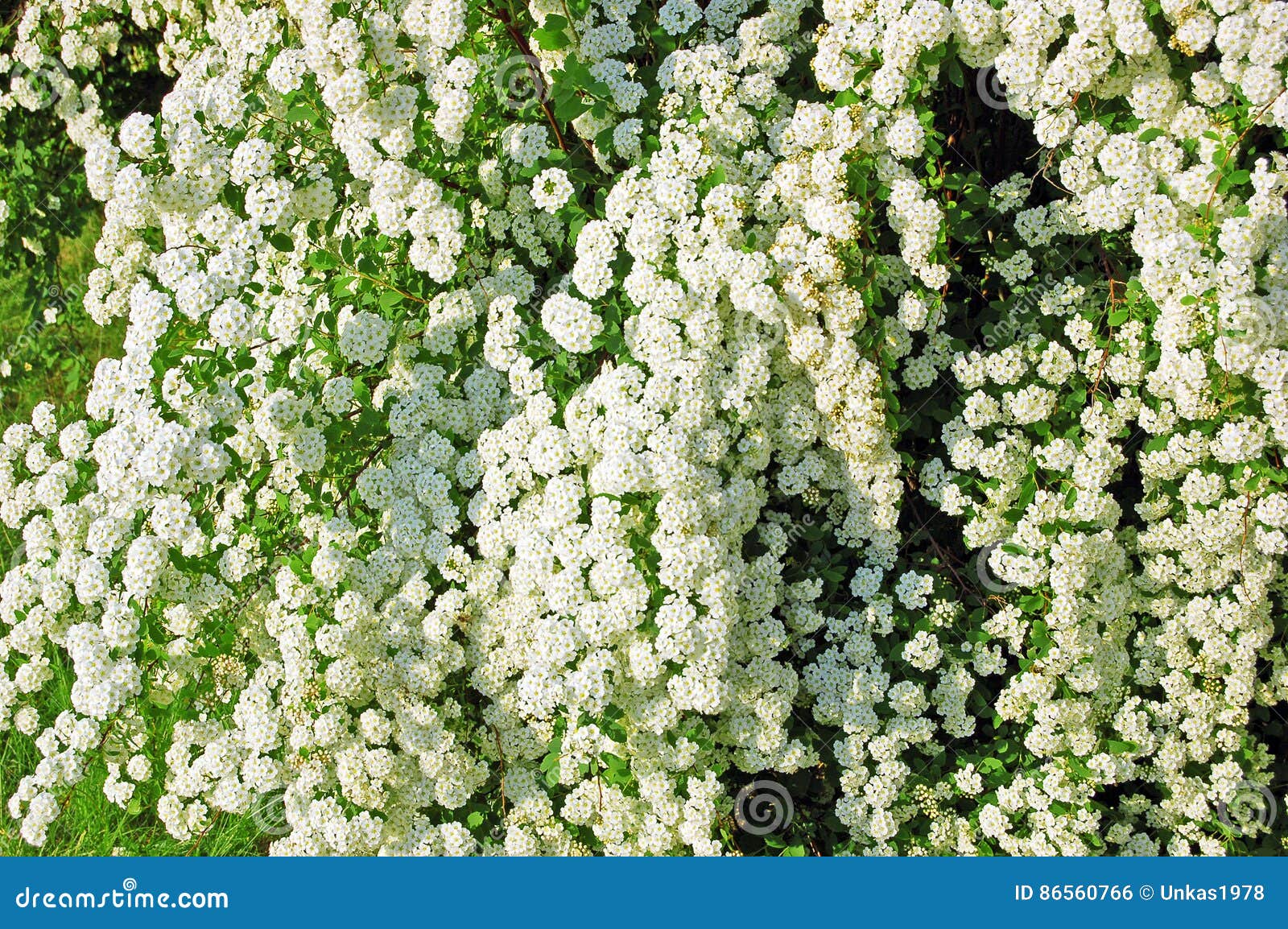 White Spiraea flower stock photo. Image of pistil, summer - 86560766