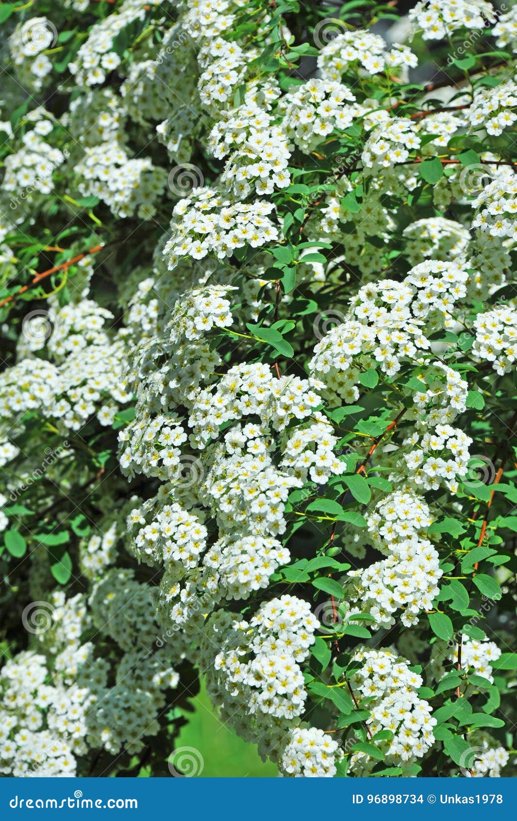 White Spiraea flower stock photo. Image of vegetation - 96898734