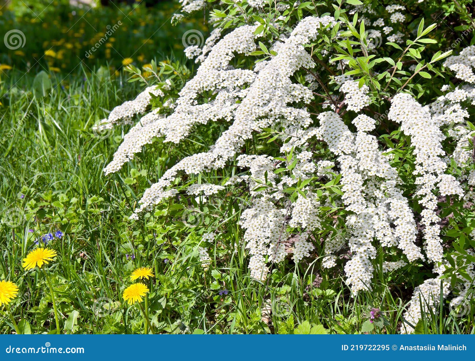 White Spiraea Flowers on Meadow Stock Image - Image of umbel, flowers ...