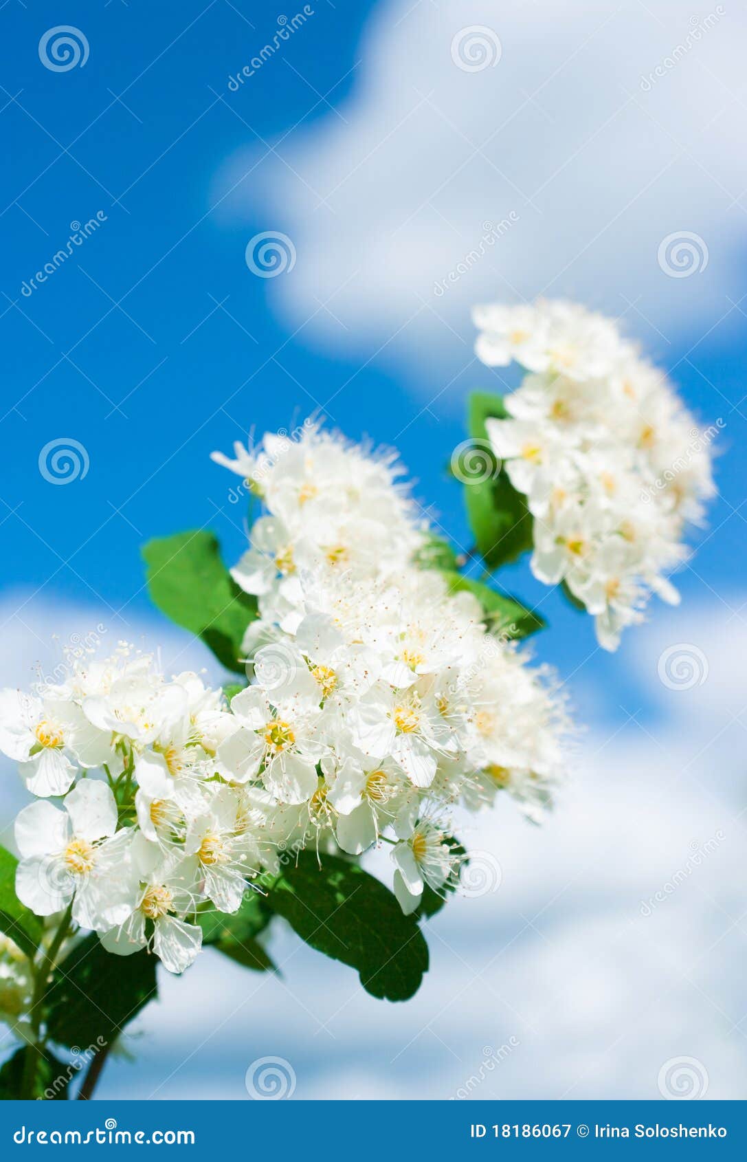 White Spirea stock image. Image of bush, head, blue, beams - 18186067