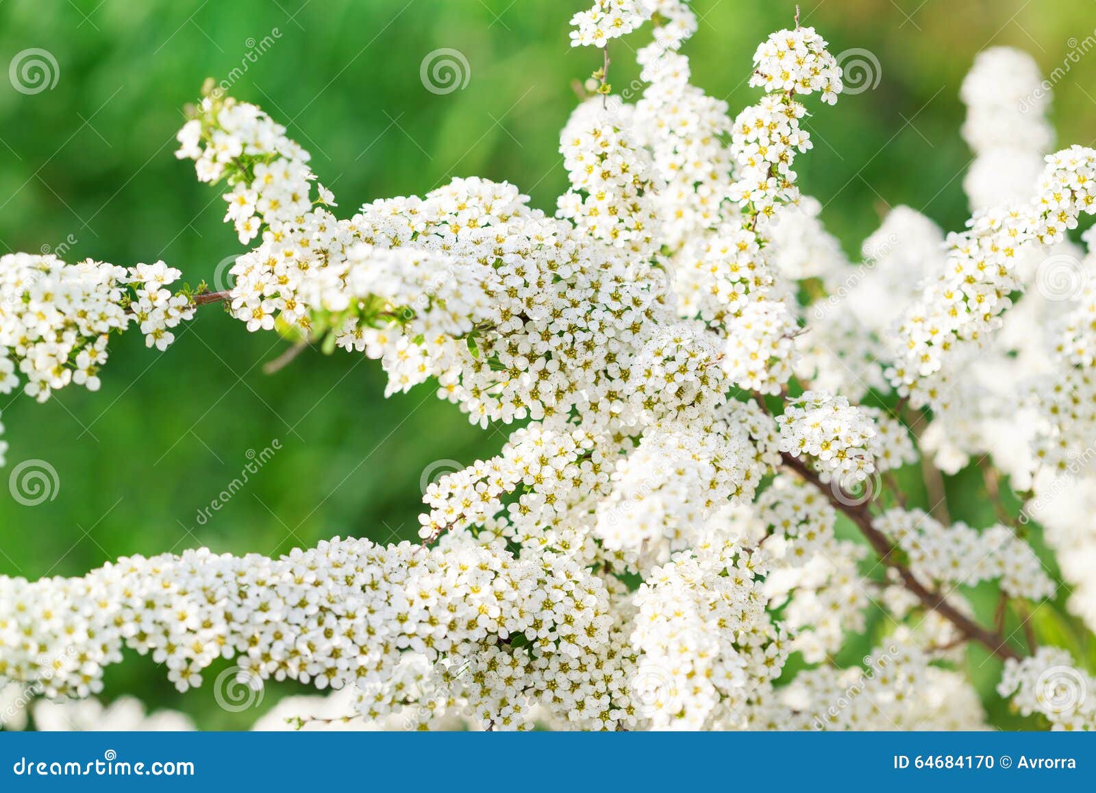 White Spirea Flower. Spring Landscape Stock Photo - Image of rosaceae ...