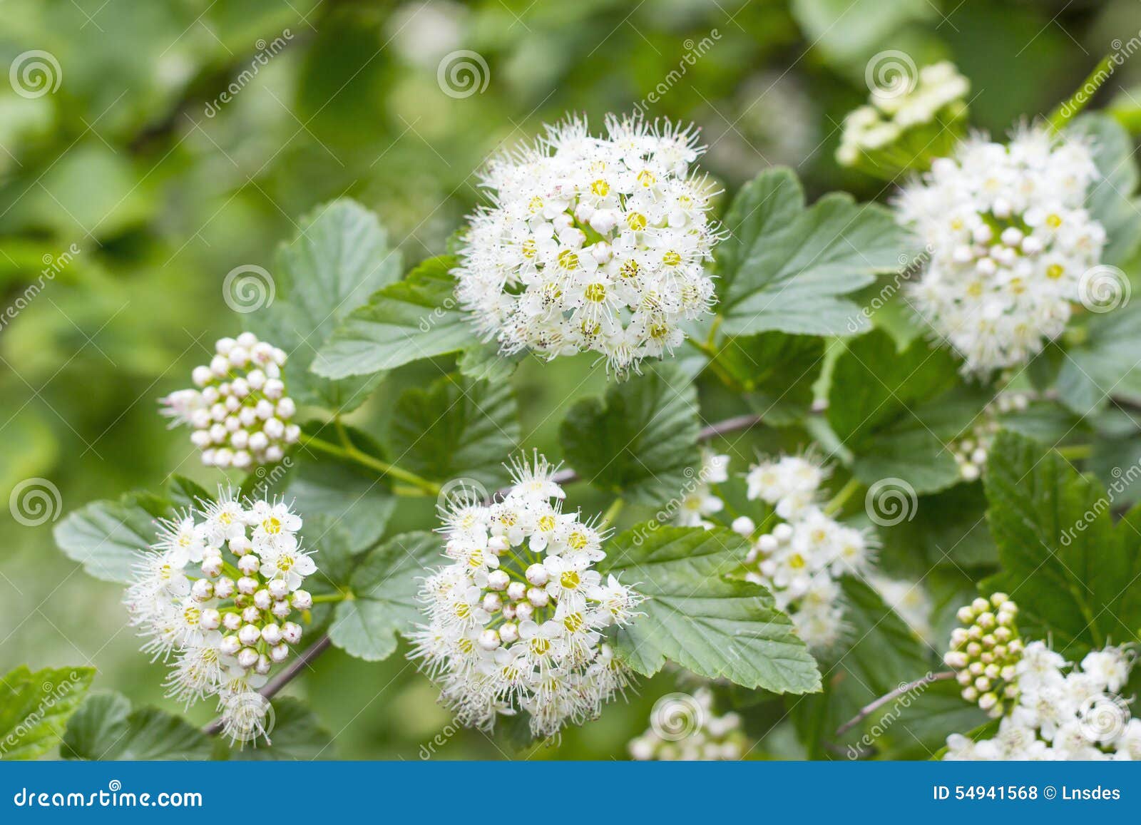 White Spirea Flowers stock photo. Image of garden, full - 54941568