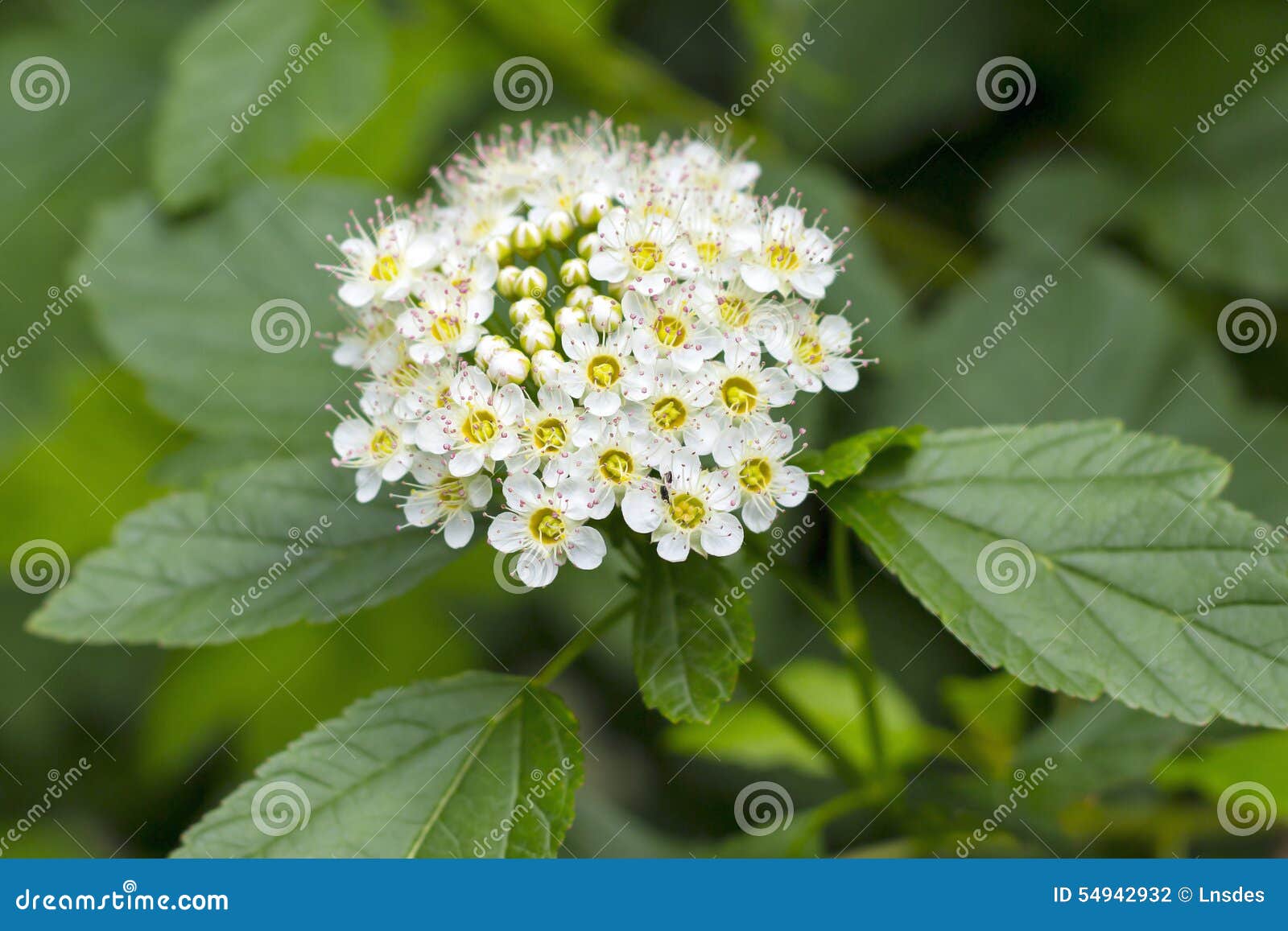 White Spirea Flowers stock photo. Image of flower, garden - 54942932