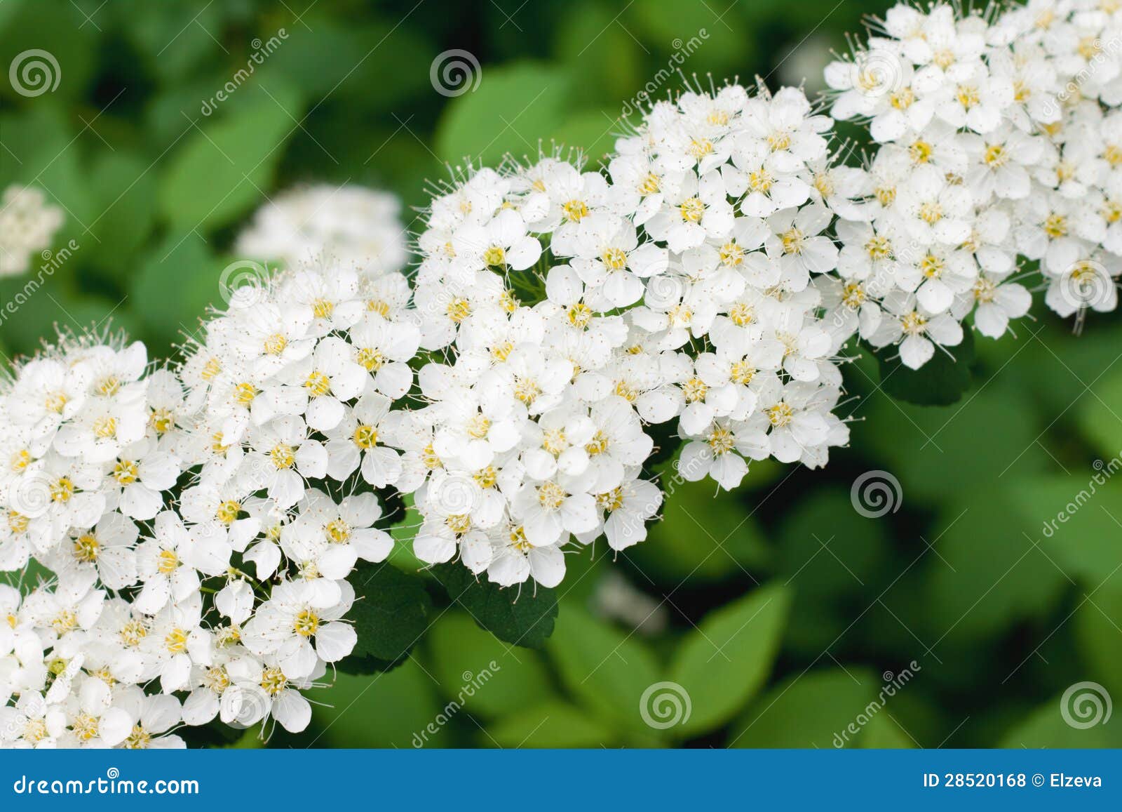 White Spirea in a garden stock photo. Image of blooming - 28520168