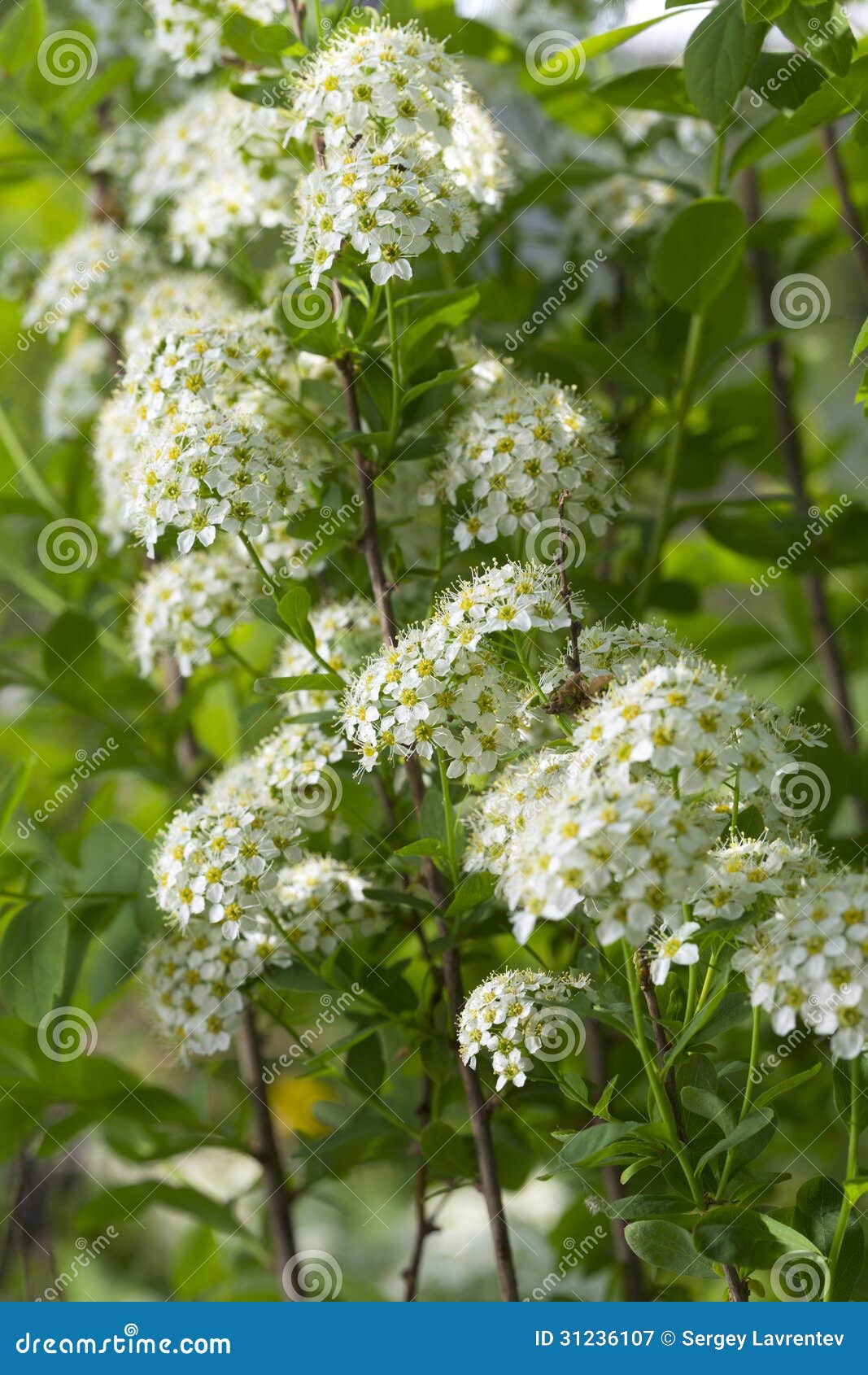 White spirea stock image. Image of spring, bush, meadowsweet - 31236107
