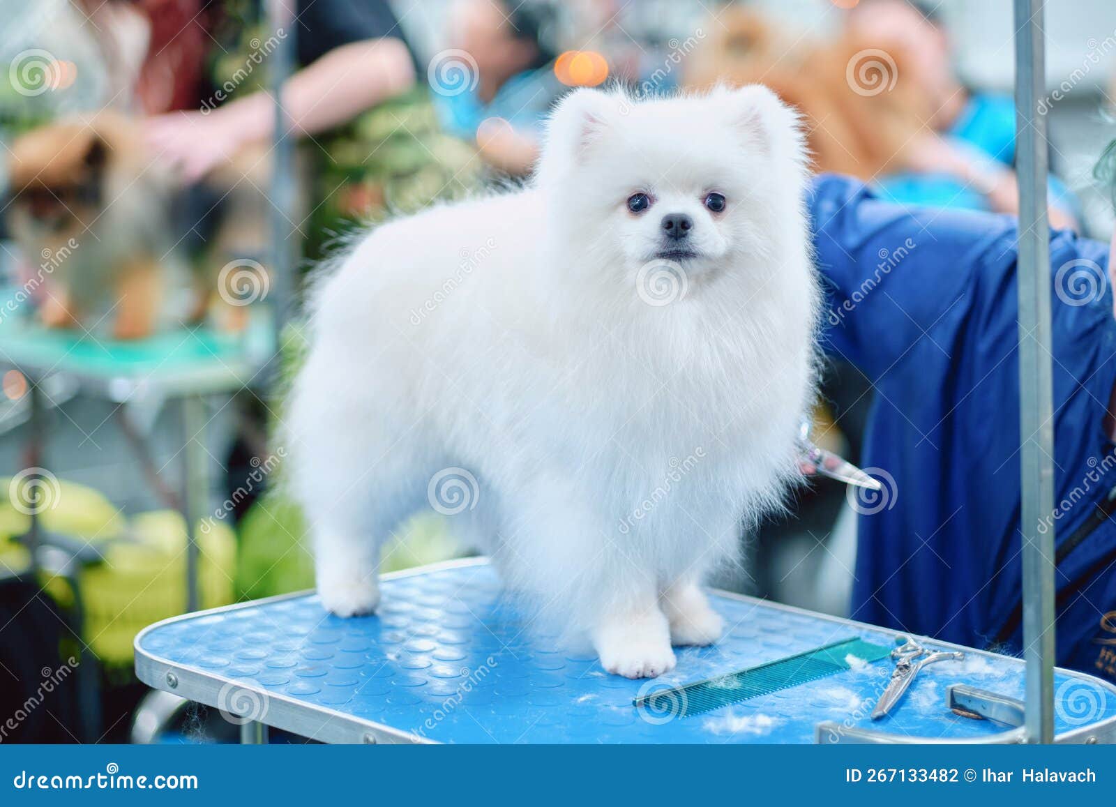 White Spitz on the Grooming Table in the Dog Salon Stock Photo - Image ...