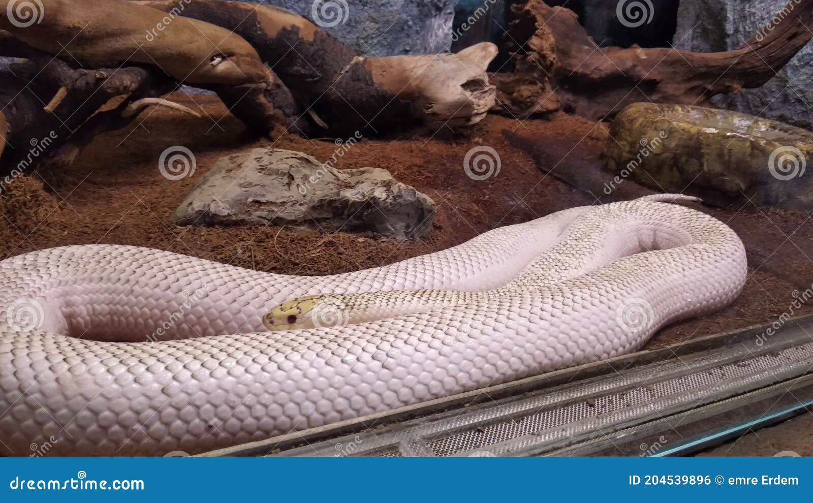 White Spooky Venomous Snake Stock Photo - Image of pollard, arboretum ...