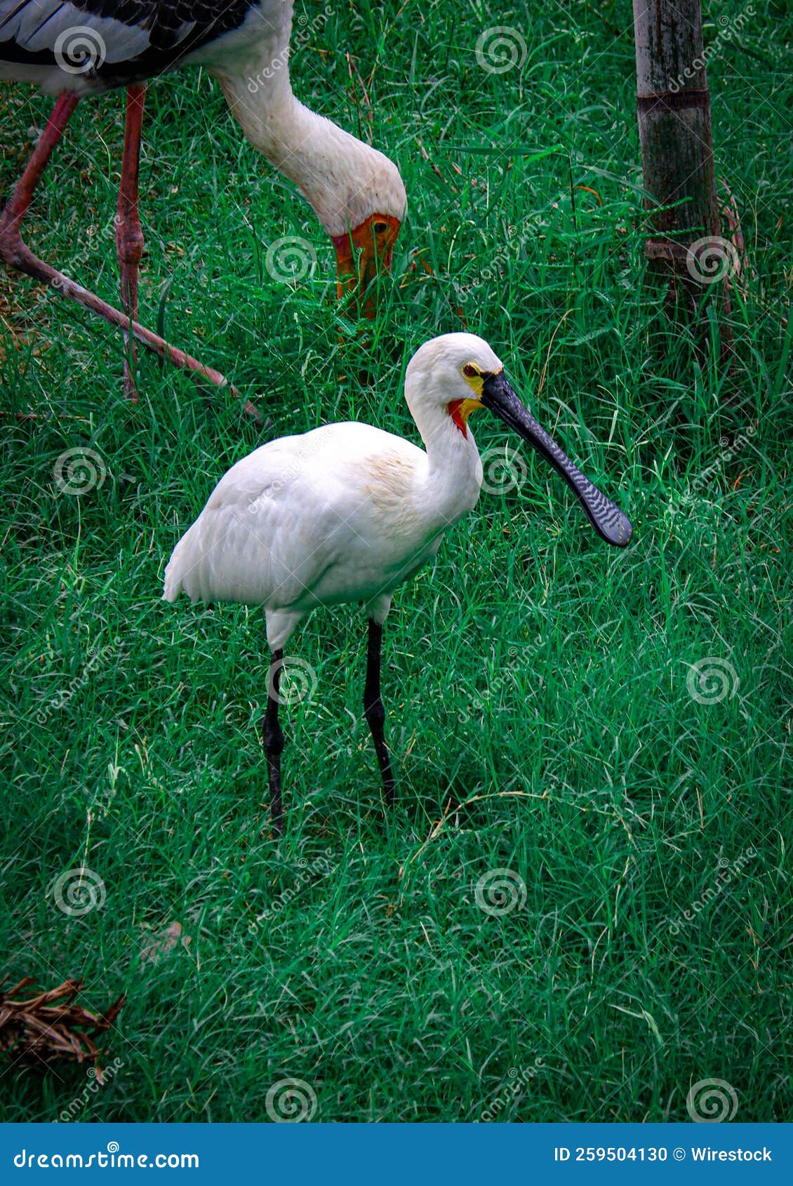 White Spoonbill Standing on Grassland Stock Photo - Image of platalea ...