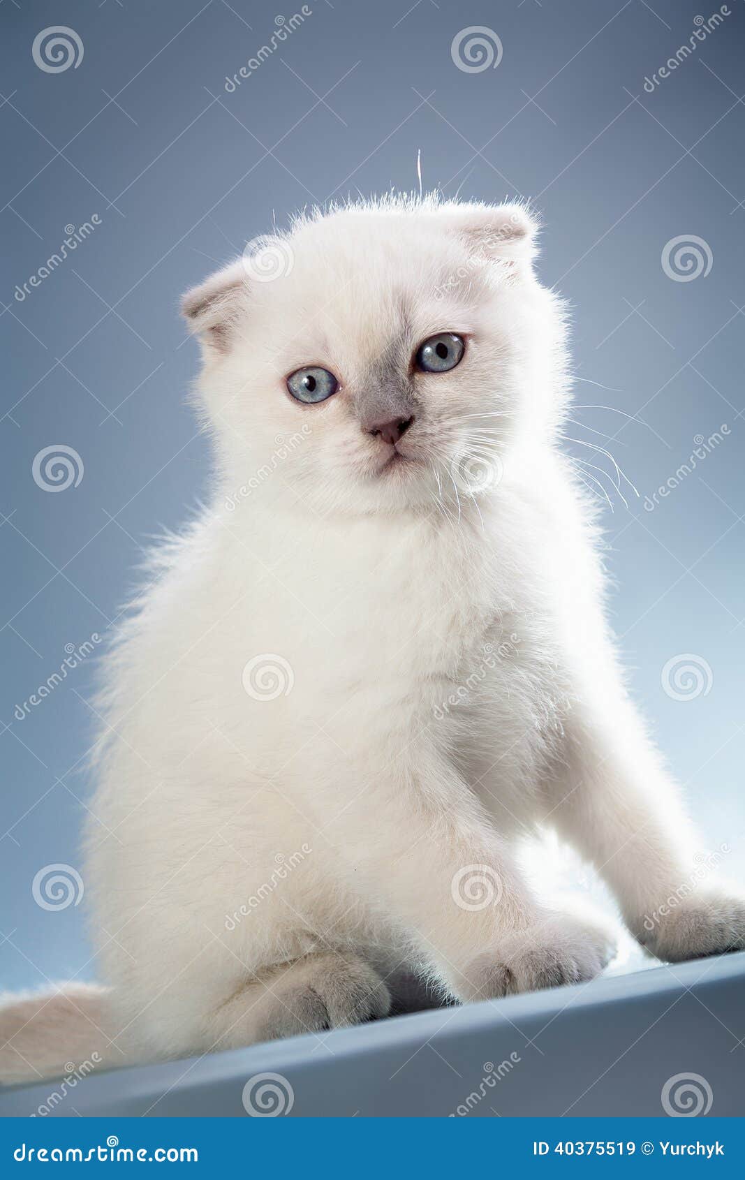 White with Spots, Aka Colorpoint Kitten Stock Image - Image of pretty ...