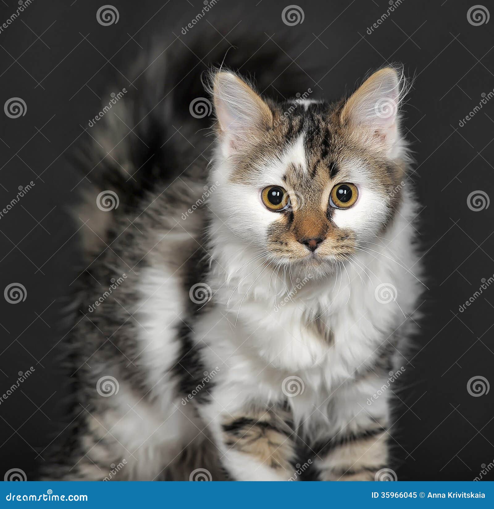 White with Spots Striped Cat Stock Image - Image of mammal, single ...