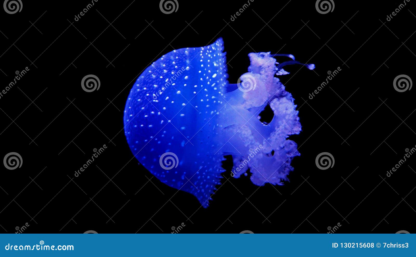 White Spotted Blud Jellyfish in the Dark Ocean Stock Photo - Image of ...