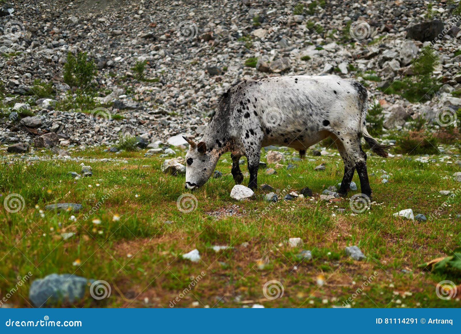 White Spotted Bull with Masking Color Grazing in Mountains Stock Image ...